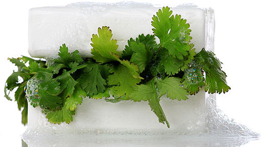 Why People Don’t Like Cilantro – Outside the Beltway